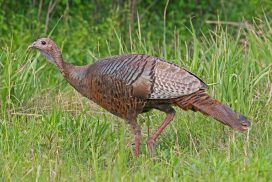 Bronze Turkey - Breed Profile - Backyard Poultry